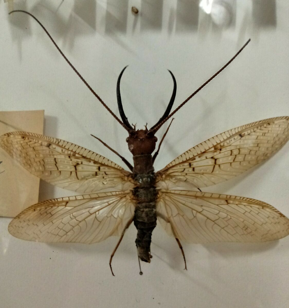 Entomologia | Museu de Ciências Naturais