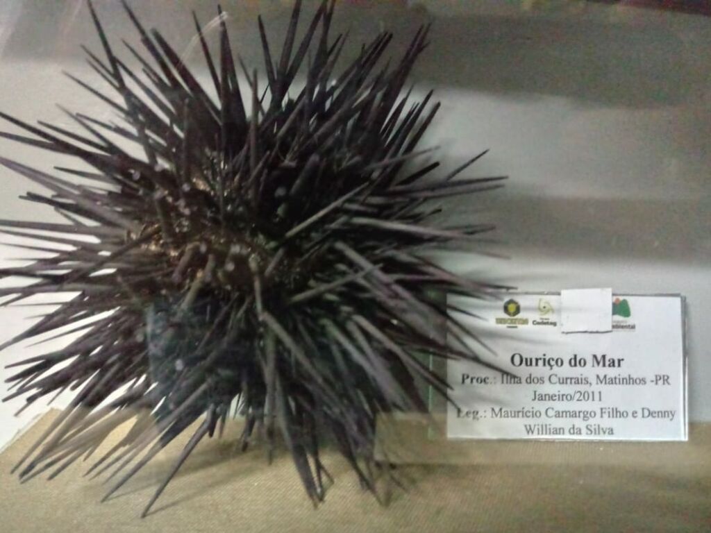 Ouriço-do-mar | Museu de Ciências Naturais