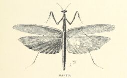Mantodea | Museu de Ciências Naturais: uma visita interativa