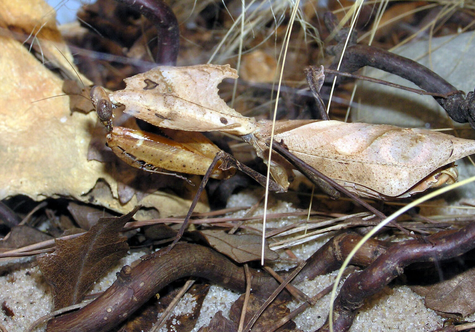 Mantodea | Museu de Ciências Naturais: uma visita interativa