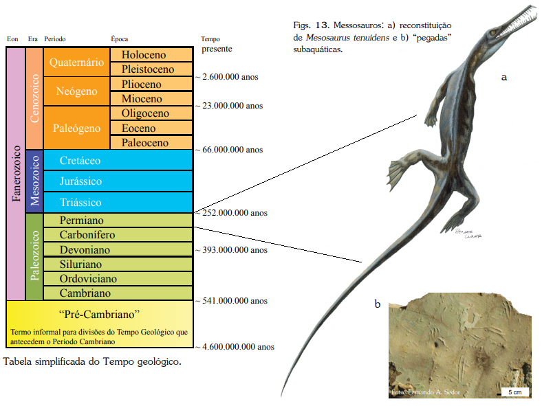 Mesossauros e a Deriva Continental | Museu de Ciências Naturais: uma ...