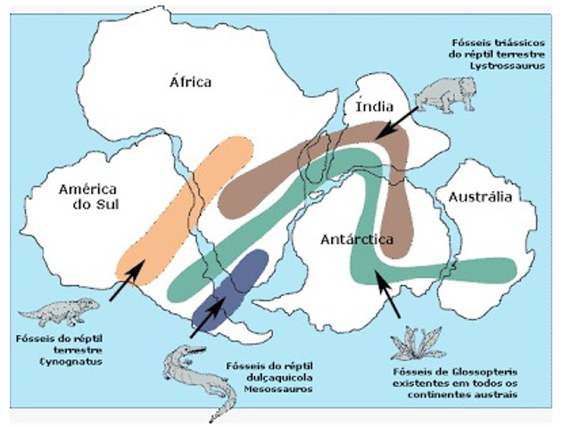 Mesossauros e a Deriva Continental | Museu de Ciências Naturais: uma ...