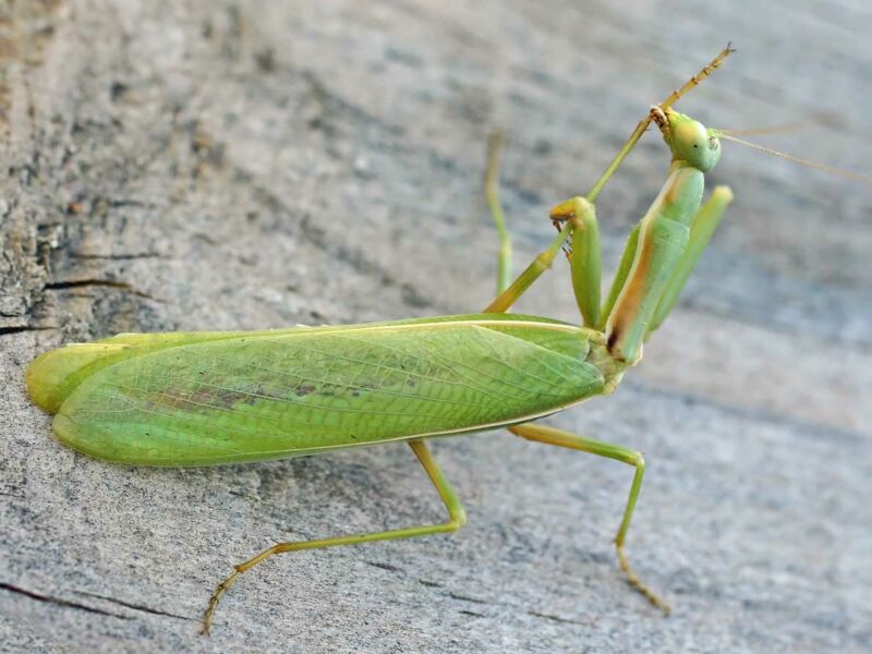 Mantodea | Museu de Ciências Naturais: uma visita interativa