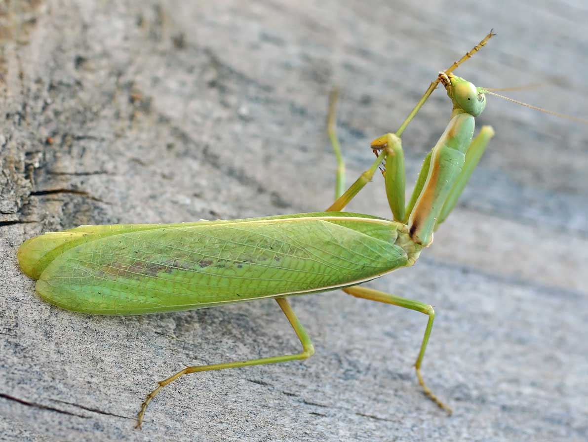 Mantodea | Museu de Ciências Naturais: uma visita interativa