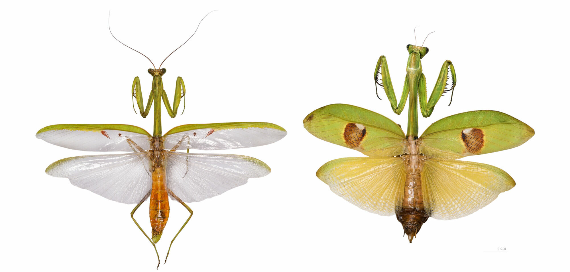 Mantodea | Museu de Ciências Naturais: uma visita interativa